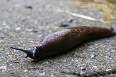 1 my naturvidenskabelig dokumentation