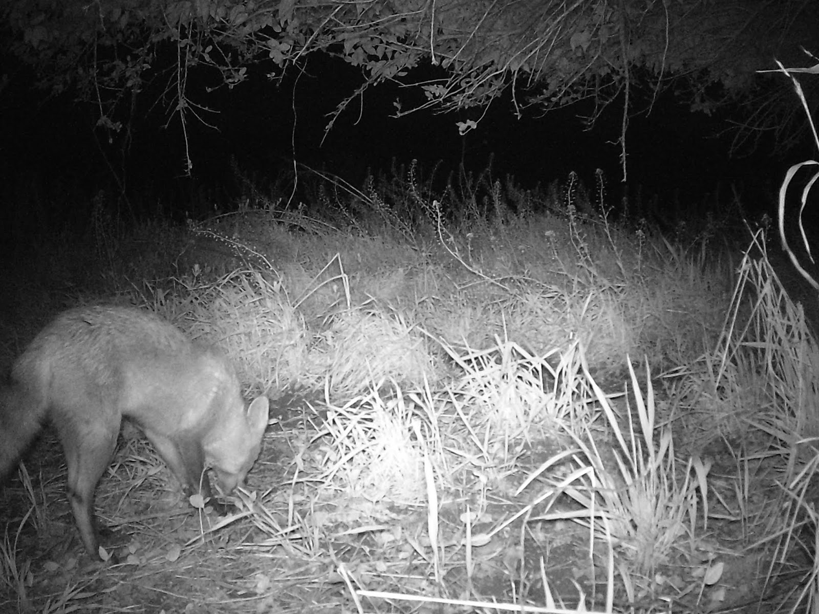 Terrierman's Daily Dose: Red Fox on an Urban Camera Trap