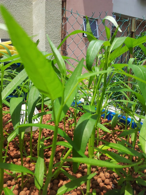 Affnan's Aquaponics: Kangkong - Water Spinach