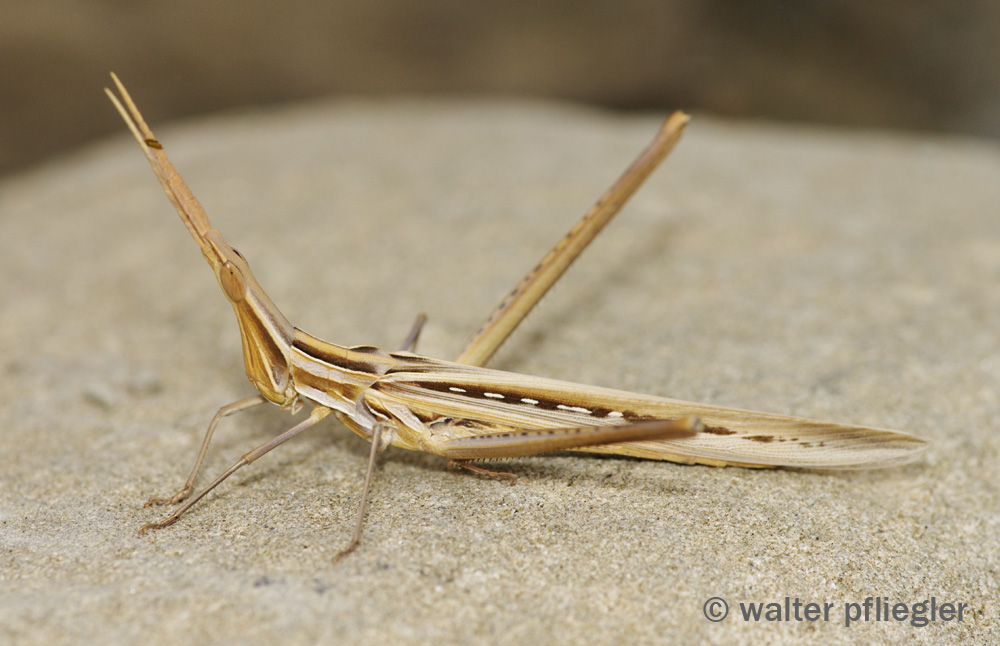 Nature photos from an Amateur Naturalist: Fir of Hotova-Dangell ...