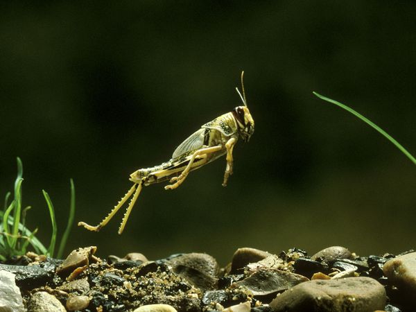 Locust ~ Animals Images