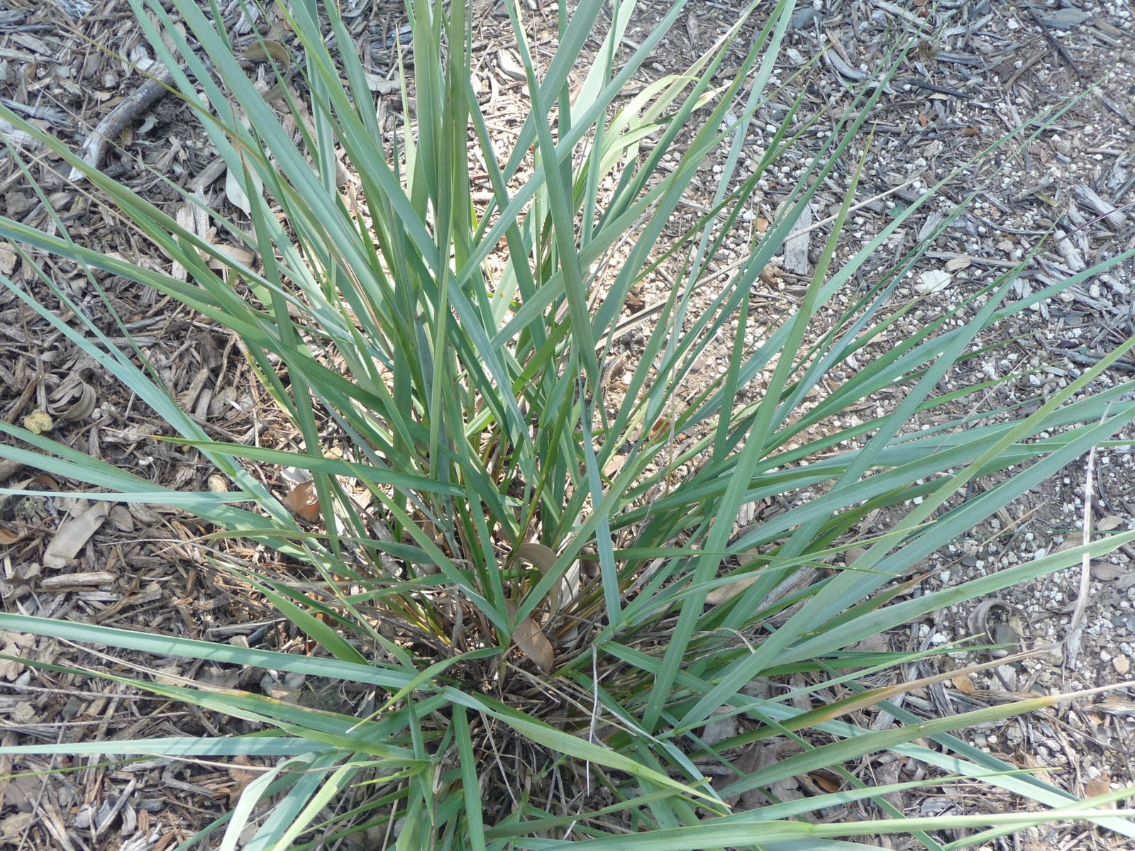 Virtual Plant Collection: Giant Wild Rye
