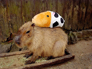 Funny Capybara Pictures | Funny Images Show