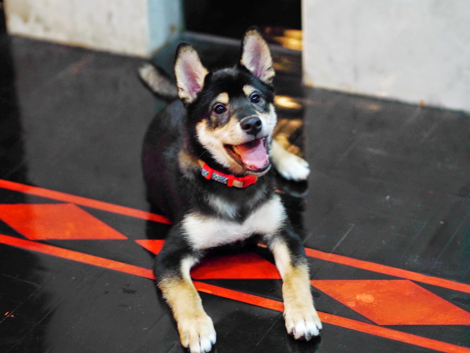 ToShi ShibaDog: "ToShi" หมาชิบะ อินุ ตัวแรกของผม ( ToShi : My first ...