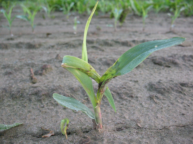 University of Illinois Plant Clinic: Early Planted Corn with "fused ...