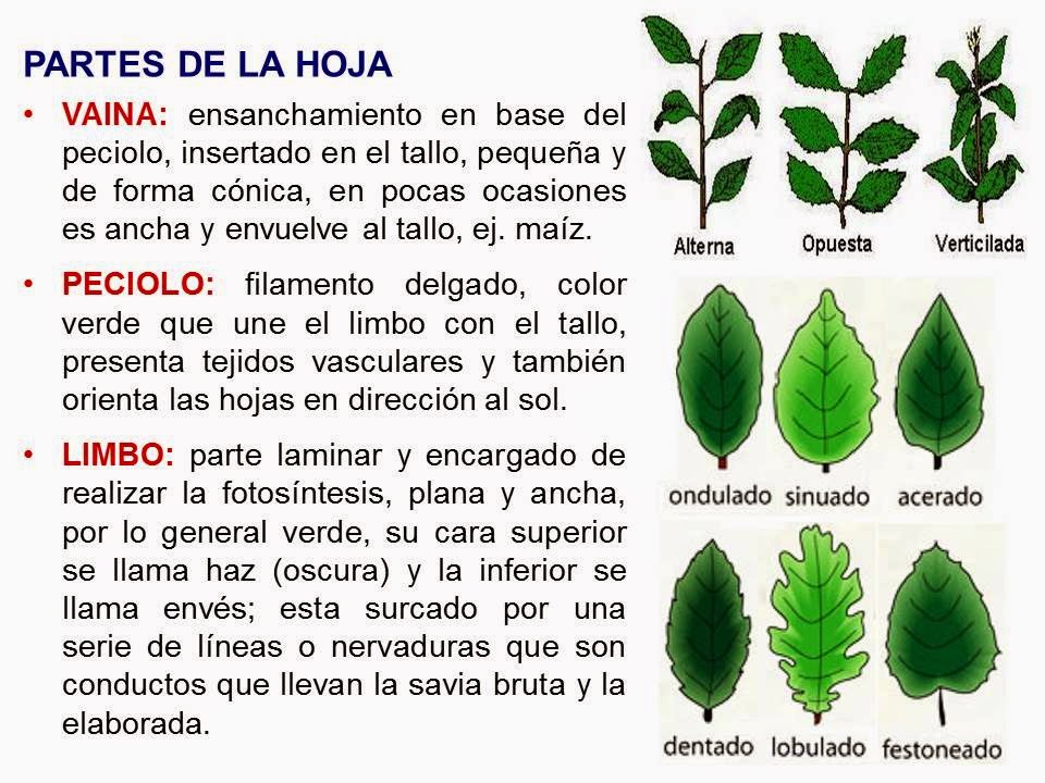 Biología didáctica: BETA 5° - Organografía Vegetal: Raíz, Tallo, Hoja.