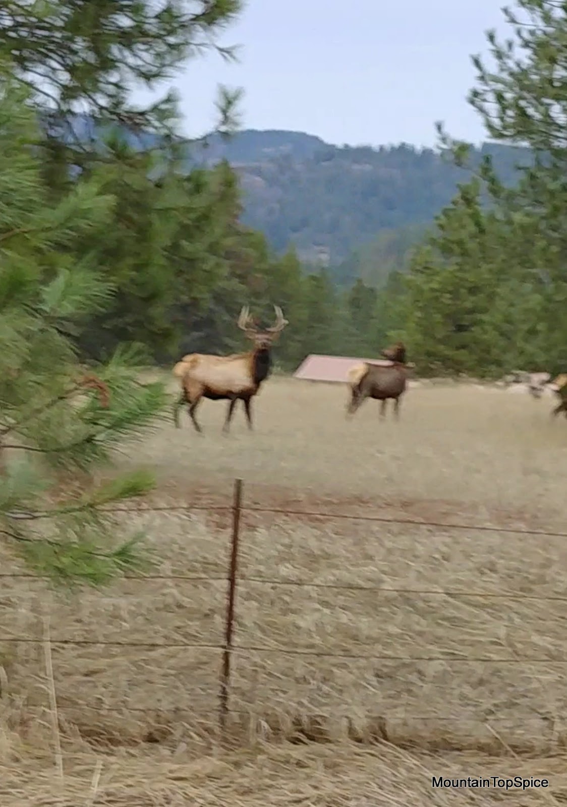 Chance Encounter with an Elk Stampede | Mountain Top Spice