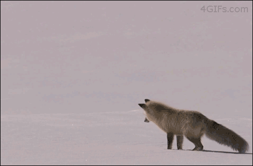 Funny animals Gifs and more: [Funny Gif] Fox snow hunting pounce