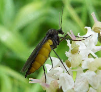 Insects of Scotland: Mosquitoes/Midges/Horseflies