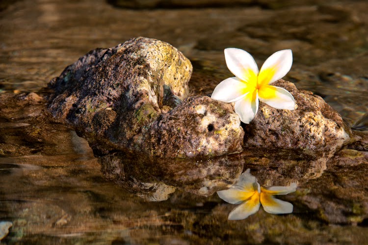 Shutterbugs Capturing the World Around Us: Flower of the Islands