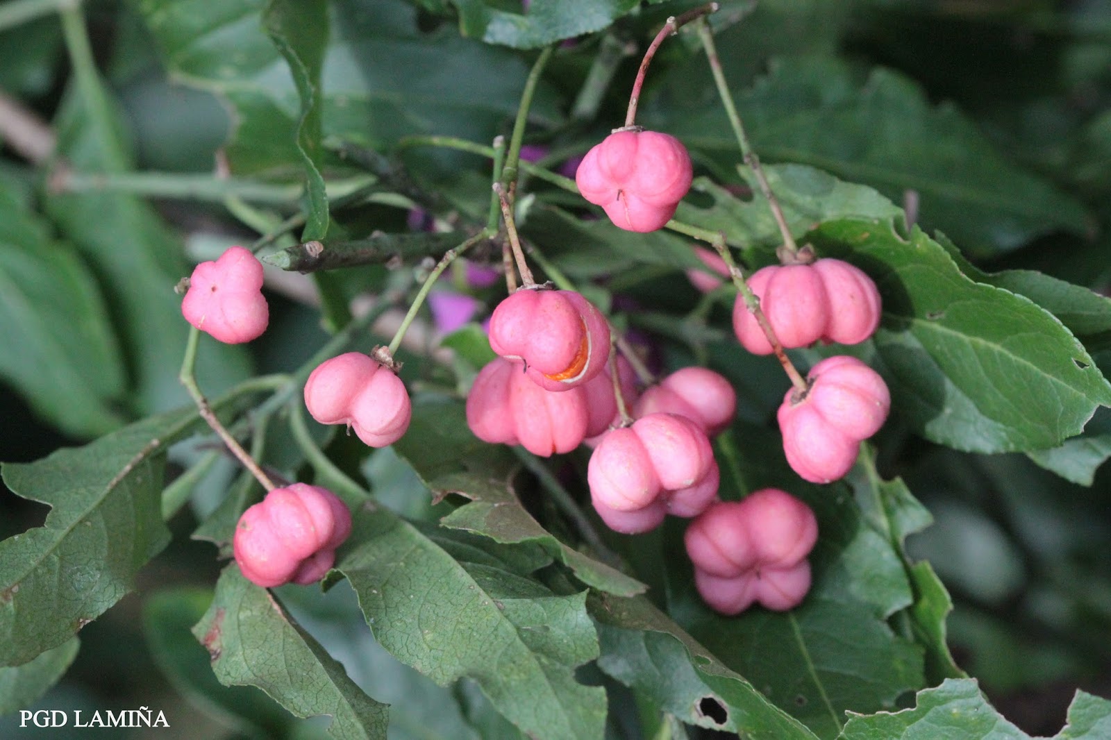 EUONYMUS EUROPAEUS. bonetero