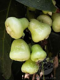 Budidaya Pertanian: Budidaya Jambu Air Apel