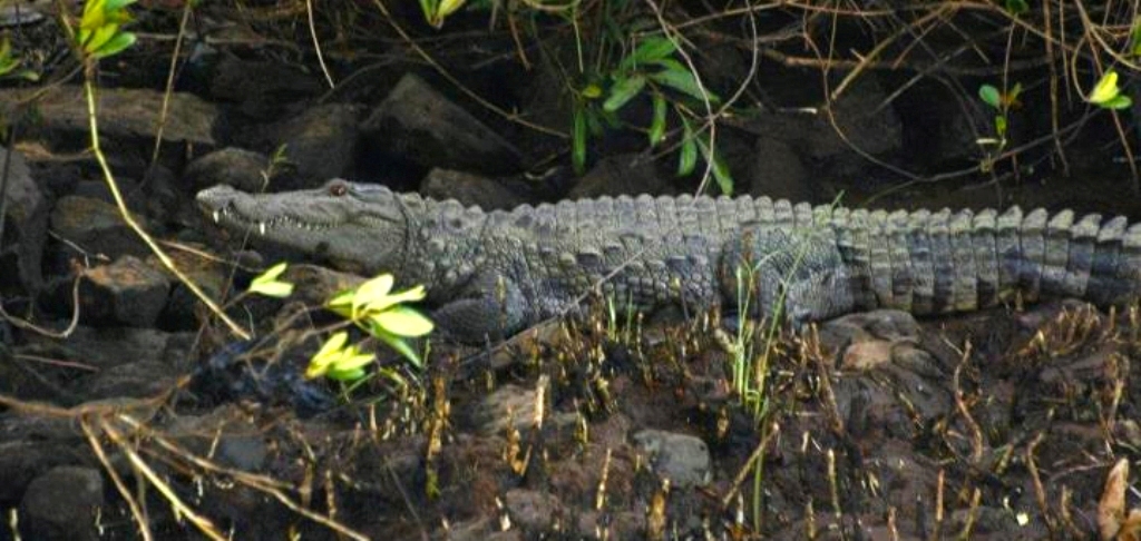 Crocodile safari at Maldoli backwater,Maharashtra,India | Travel life ...