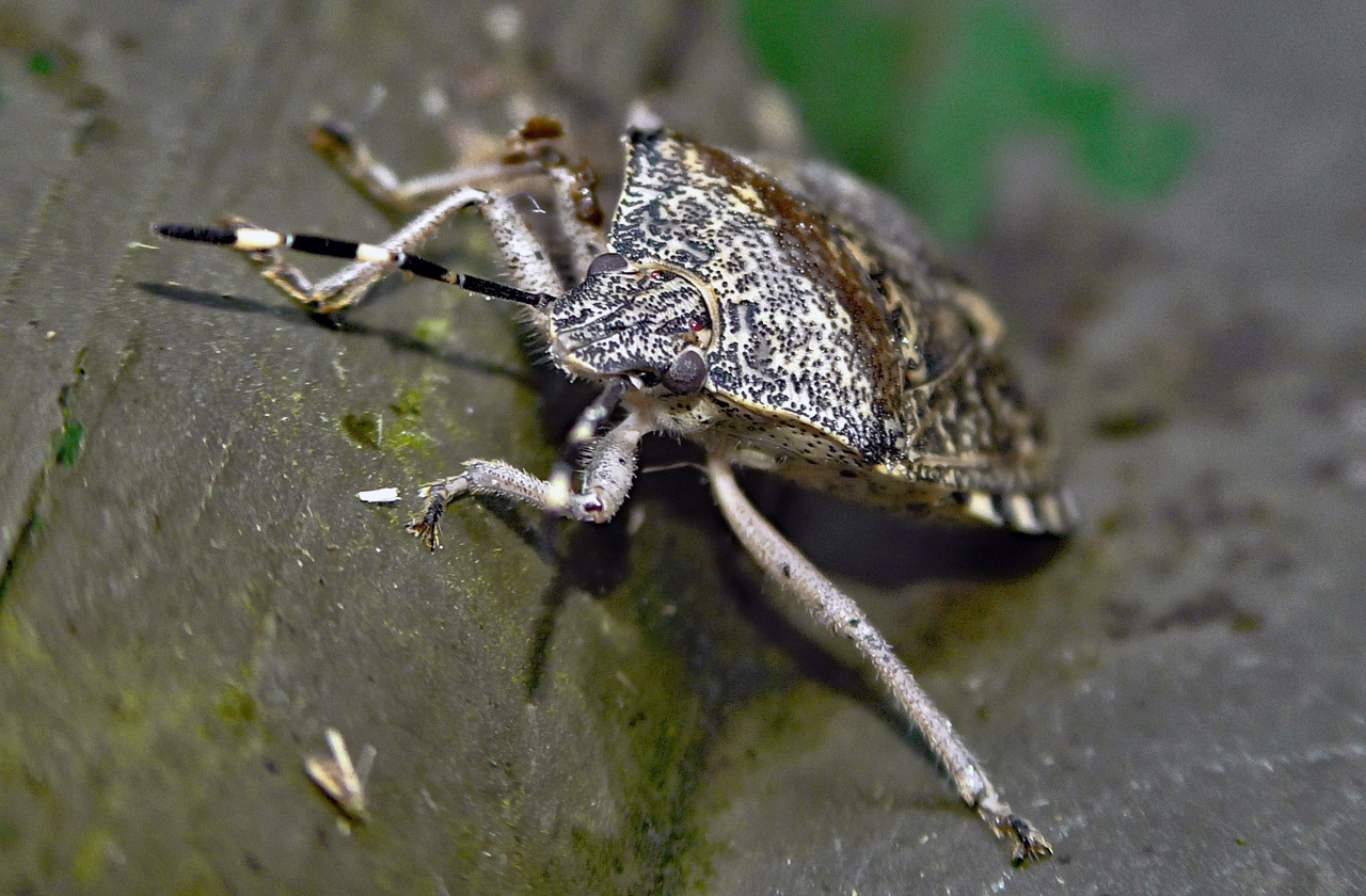Jozef van der Heijden - Natuurfotografie: Grauwe schildwants ...