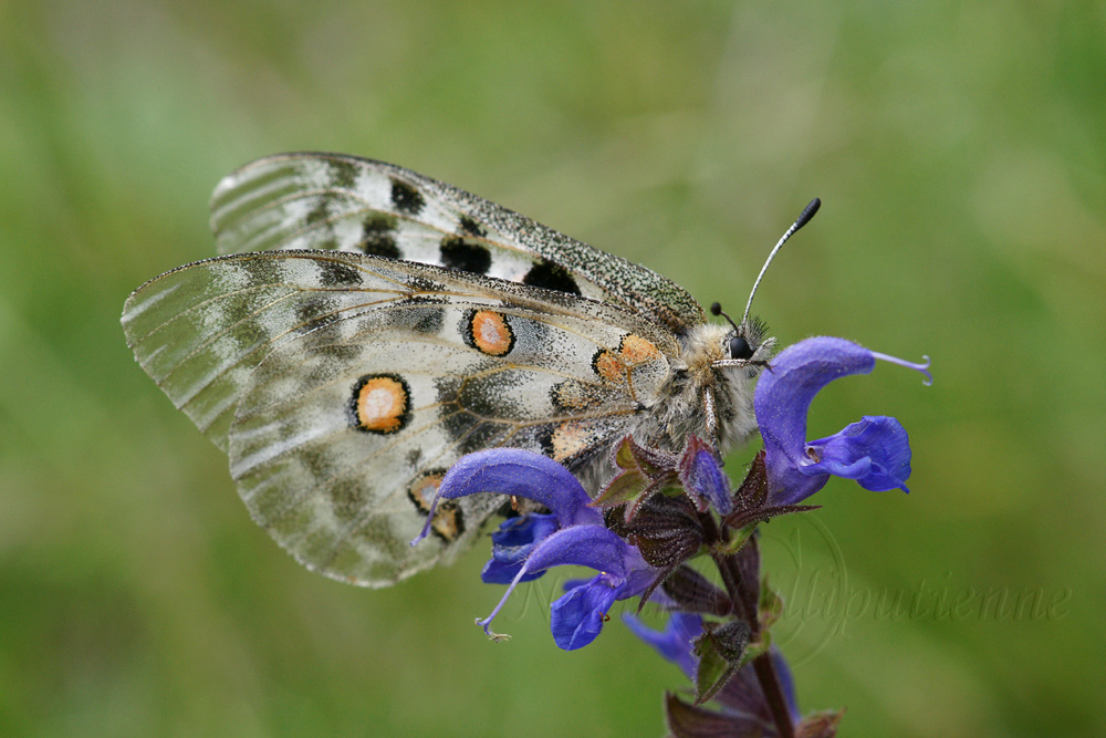 Photo Nature Lilliputienne (macrophotographies): Parnassius apollo, l ...