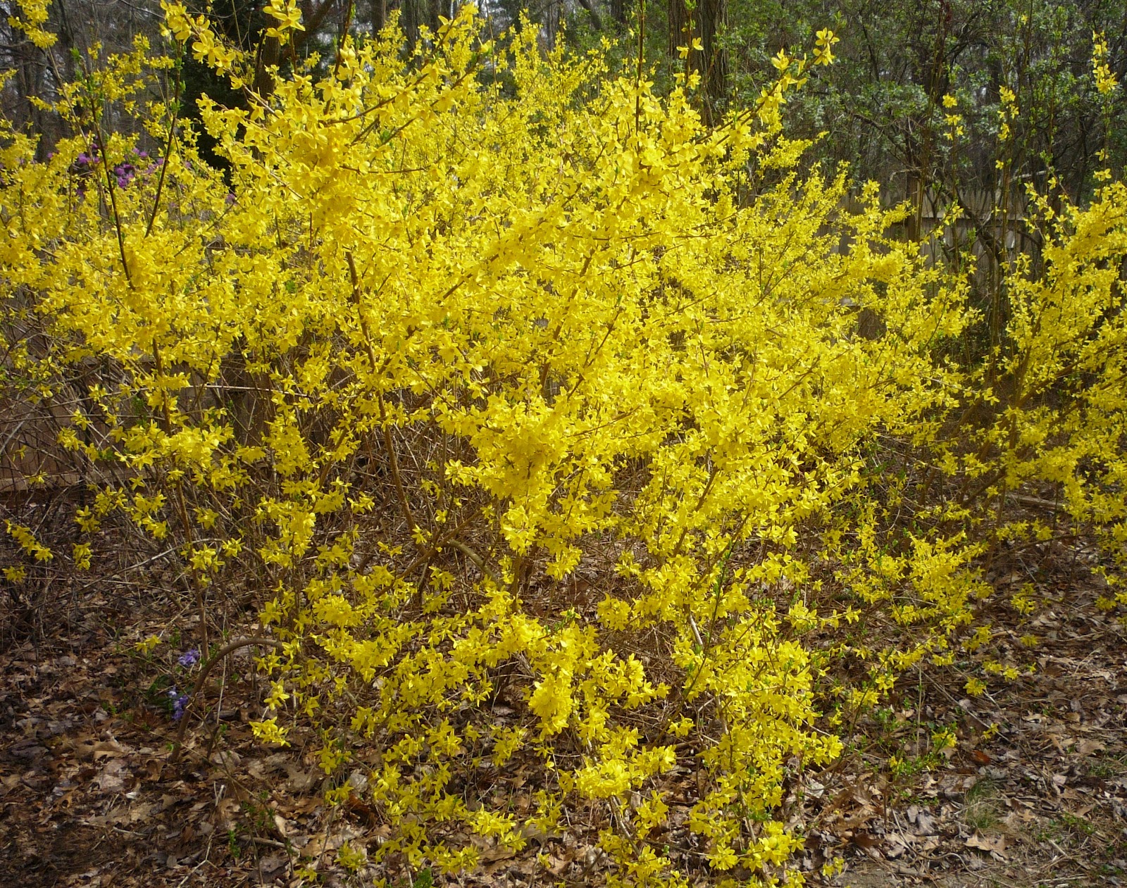 Vermont April Flowers: Nature's Beautification Campaign | Litter with a ...