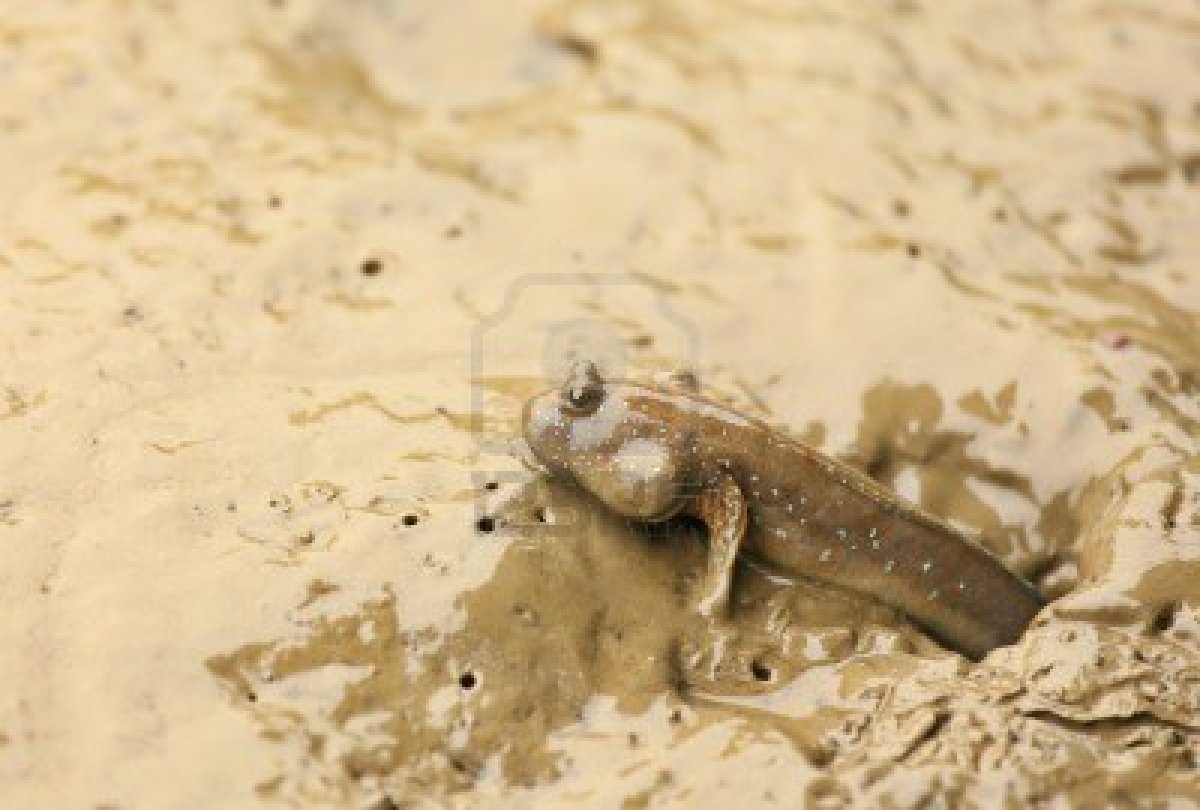 The Beauty of Underwater: Mudskipper (Ikan Yang Lebih Suka Daratan)