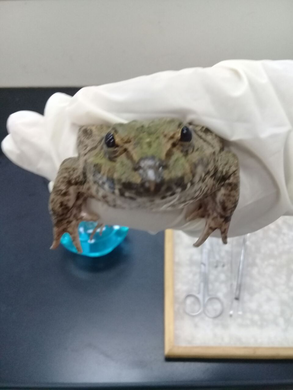 LAPORAN PRAKTIKUM FISIOLOGI HEWAN : Sistem Otot pada Katak