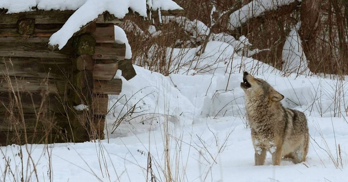 White Wolf : Chernobyl’s Wildlife Survivors: Radioactive Wolves ...