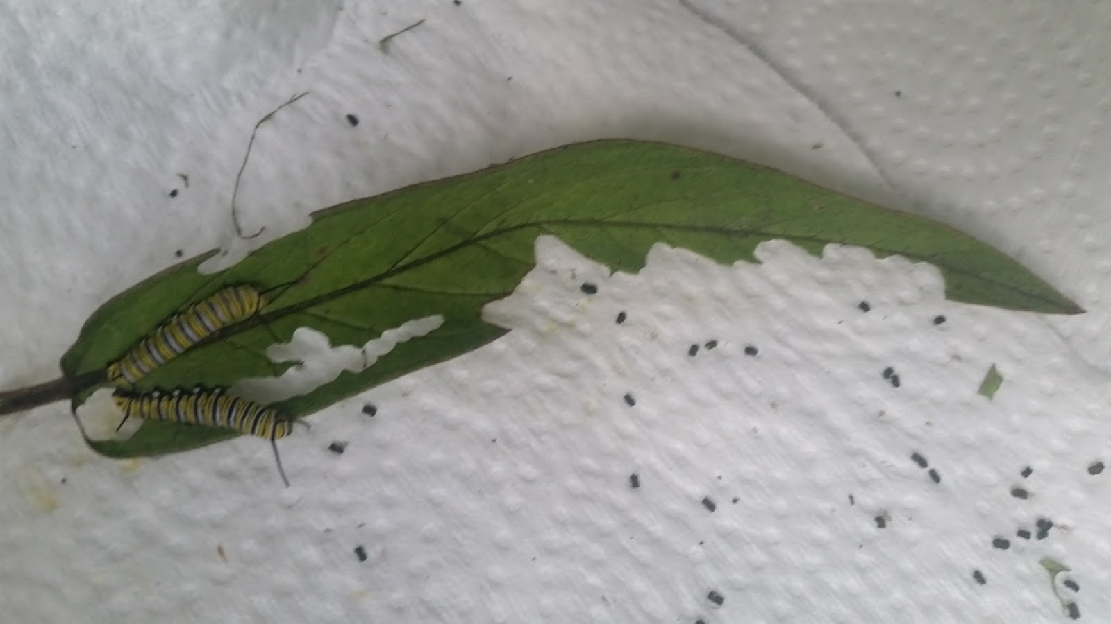 Nisky Butterfly Blog