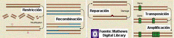 BIOLOGOCALENTANO: 5.1 CLASIFICACIÓN DE LOS TIPOS DE LESIÓN AL ADN