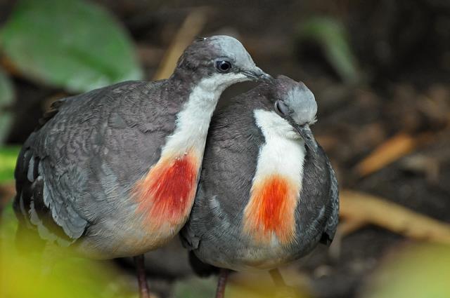 Luzon Bleeding-heart birds, native to Philippines | you must see place