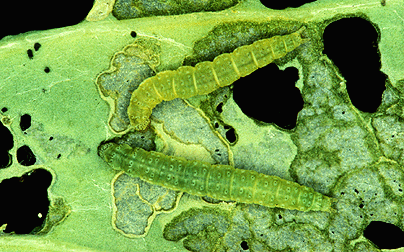 Kilimo cha kabichi - sehemu ya tatu (Growing Cabbage - Part three)