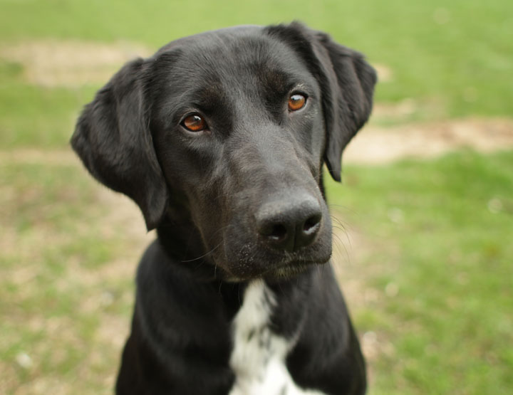 Lolita - Black Labrador Retriever mix