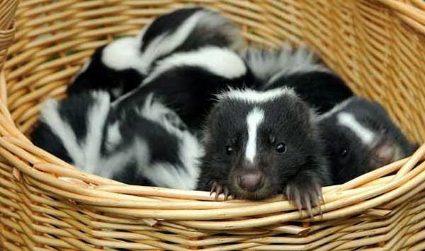 Smiling Skunk: cute skunks
