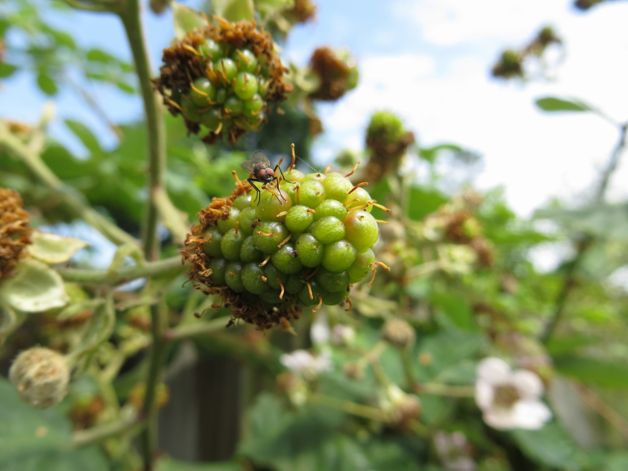 God is in de stilte: De braam van knop naar vrucht