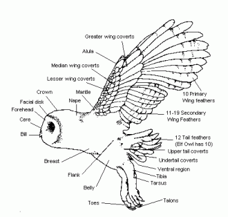 BUHOMANIACO: 20. ANATOMIA DEL BUHO