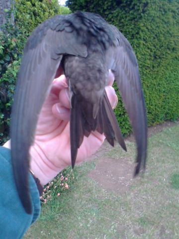 Ivel Ringing Group: Swifts - amazing birds