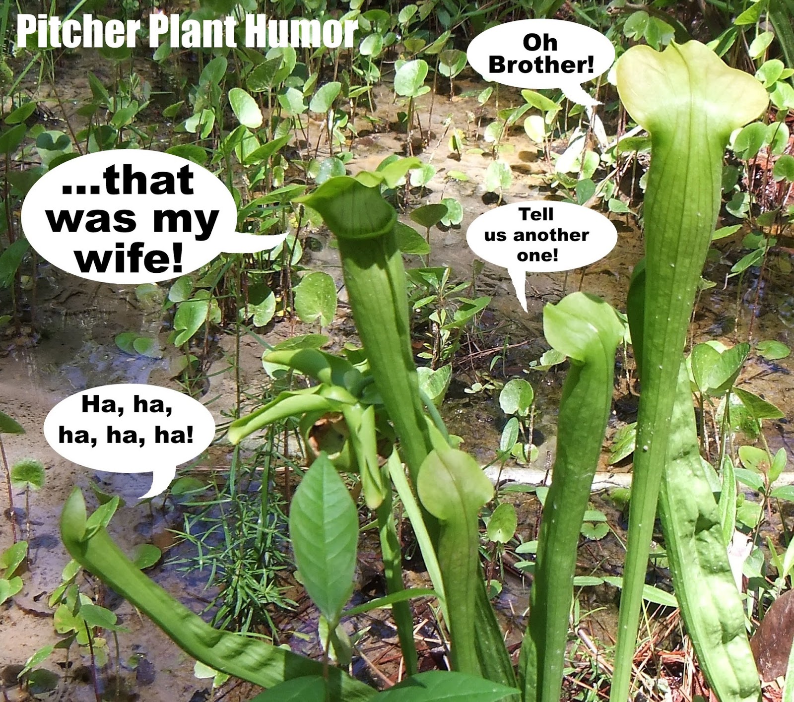 The Barthet Gallery: Pitcher Plant Humor
