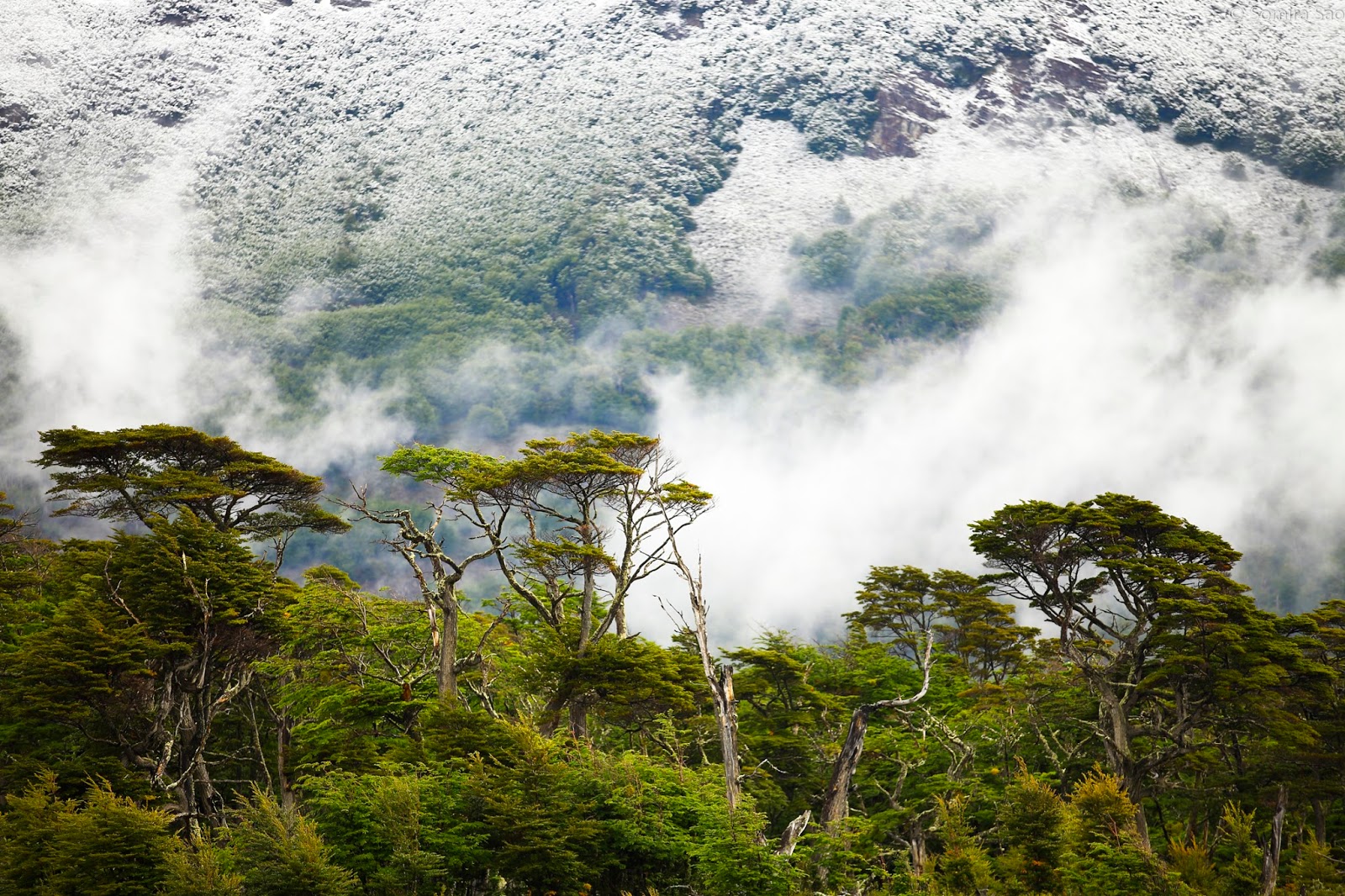 Anasazi Racing: enchanted sub-polar forests of navarino