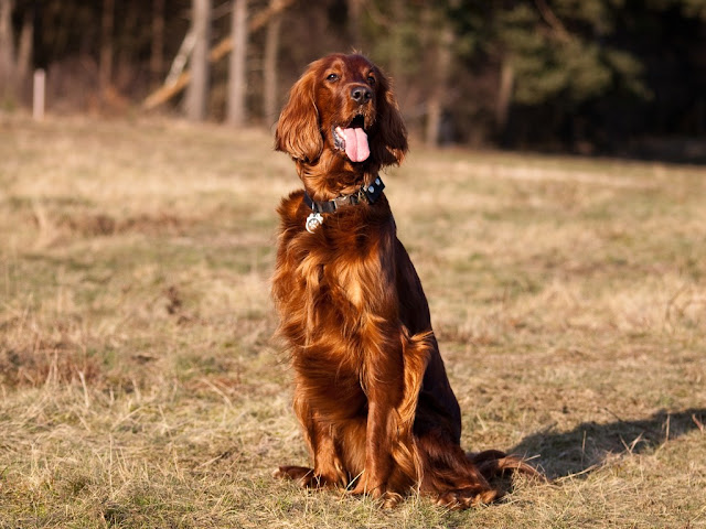 80 Original Female Irish Setter Names