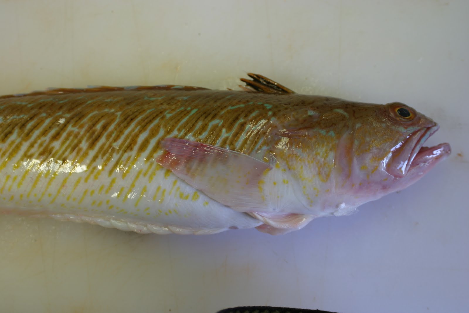 CHRISTOPHE GIRARDOT SAVEURS & COULEURS: CONNAISSEZ-VOUS LA VIVE