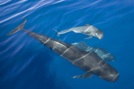 Oceanicas: CALDERÓN COMÚN - BALLENA PILOTO