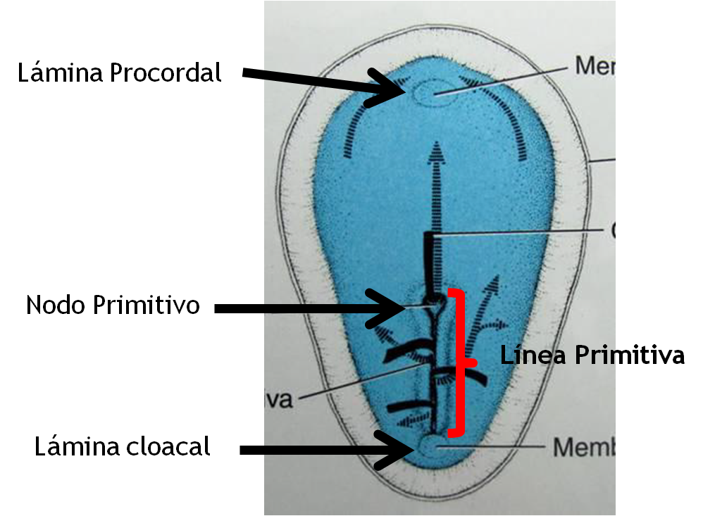 Morfo Estomatognático I