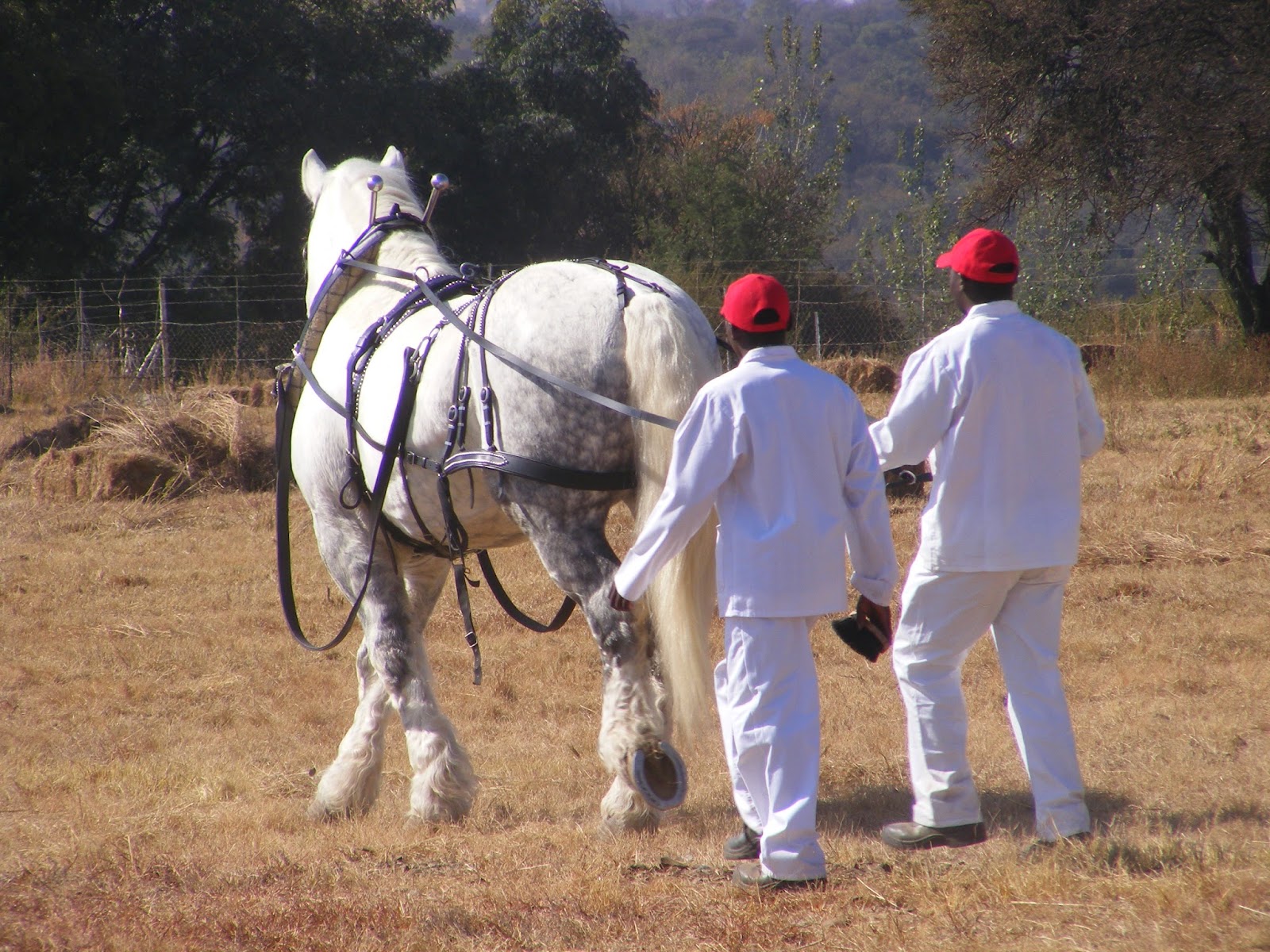 Summerwind Percheron: Sympa de Bellevue's Film Debut ~ Rowwe Diamante