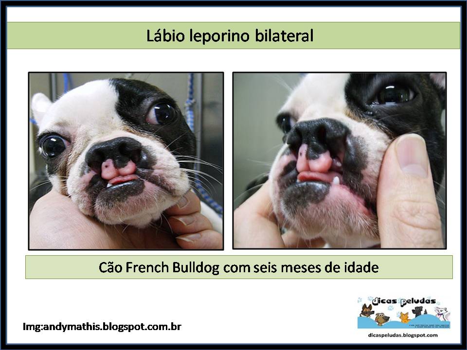 Labio Leporino Em Cães - RETOEDU