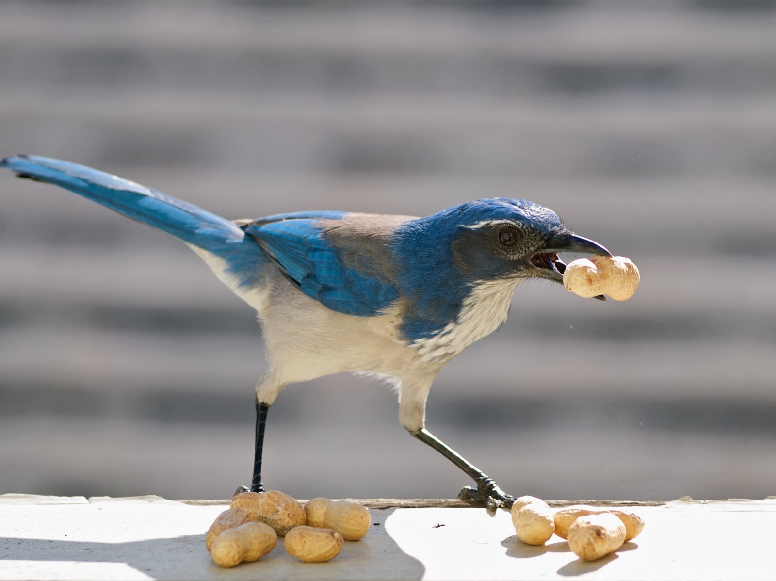 Birds: Western Scrub-Jay