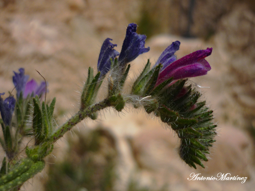 Una ventana a la naturaleza: 8. La flor. Función, morfología ...