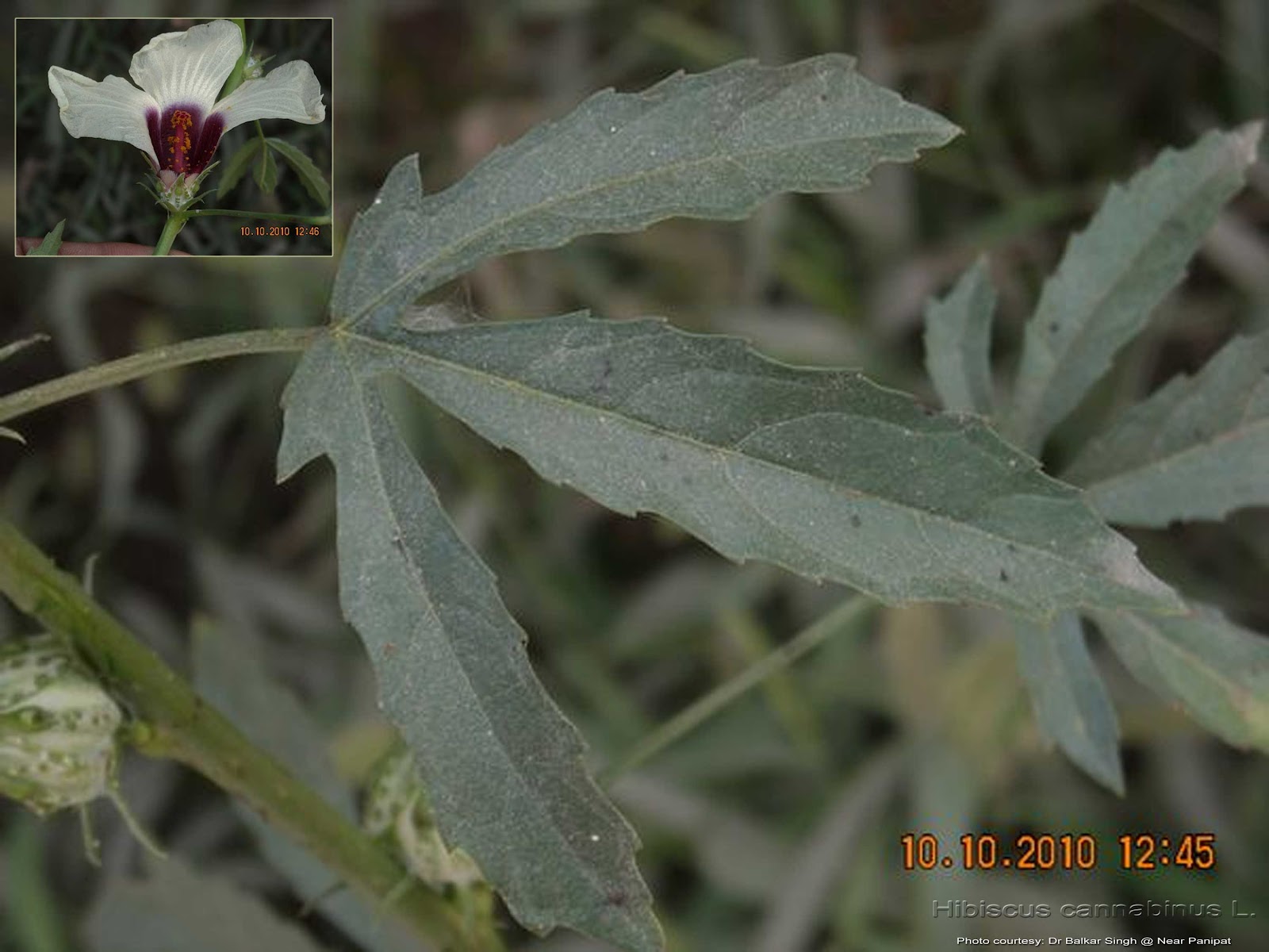 Medicinal Plants: Hibiscus cannabinus Gongura Pulichakeerai Pitwaa kenaf