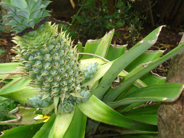 Tanaman Obat Keluarga (TOGA) Dawan Klod: Leaflet