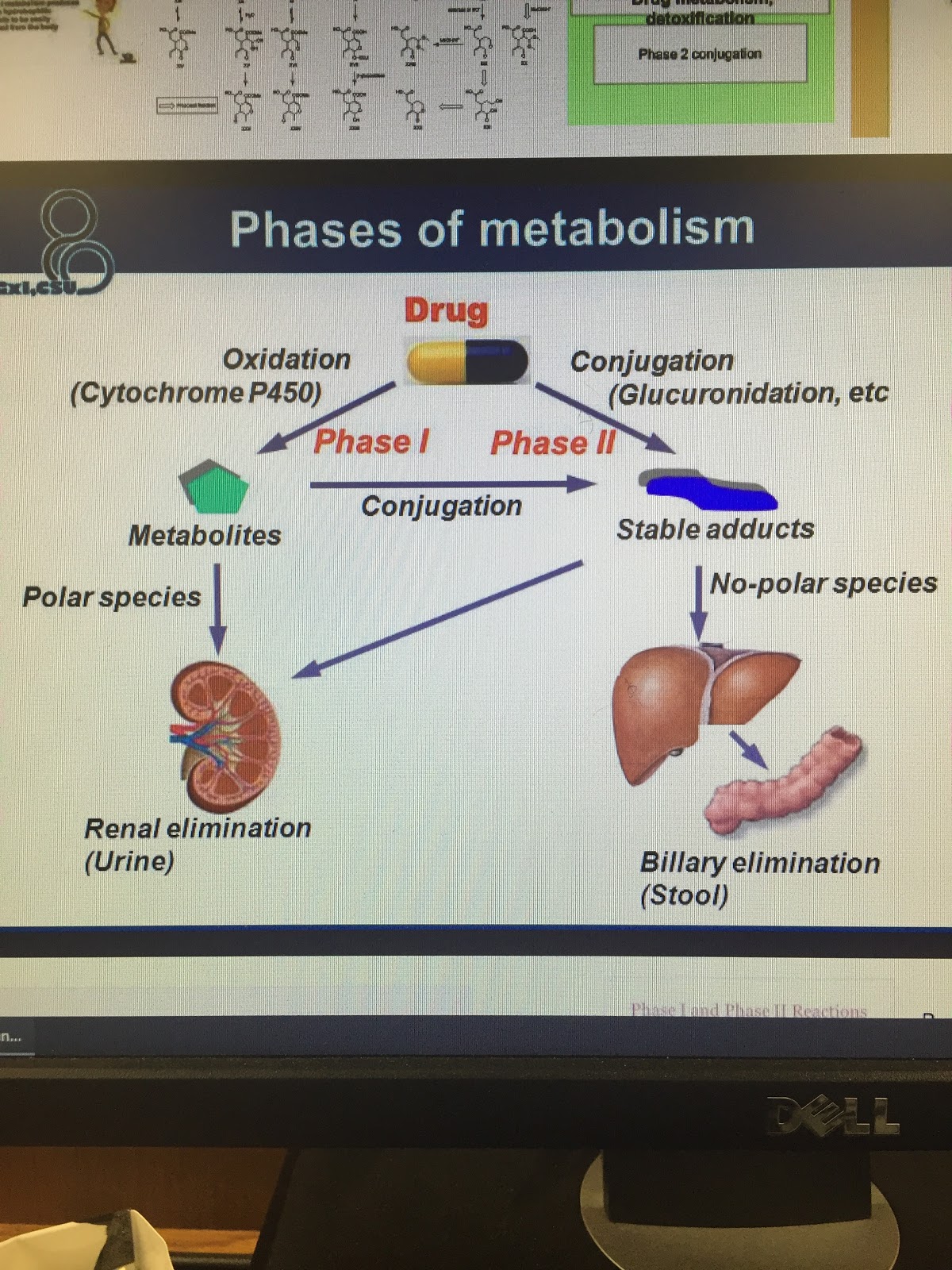 Pasqualefall2016OHS4100: Phase I and II Biotransformation