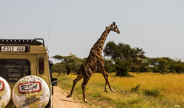 1 of 7: PHOTO FRIDAY: GIRAFFES CAN RUN