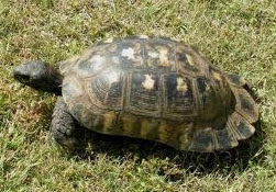 Tortoise Farming | Modern & Mixed Farming System