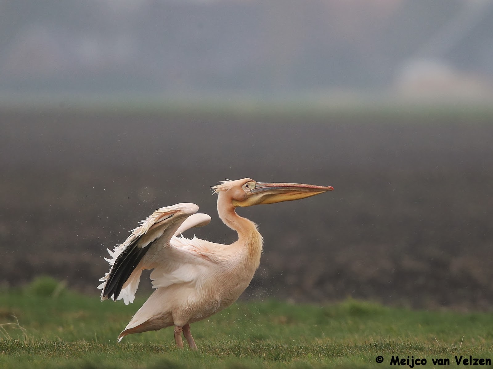 Meijco: Pelecanus onocrotalus