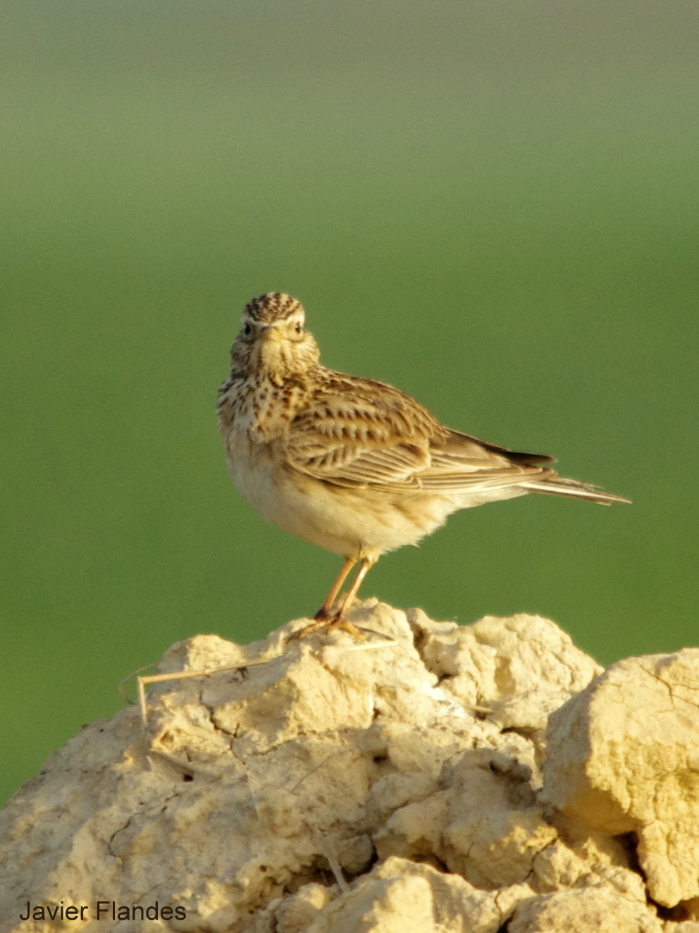 HEGAZTIKLIK: ALONDRA COMÚN (Alauda arvensis)