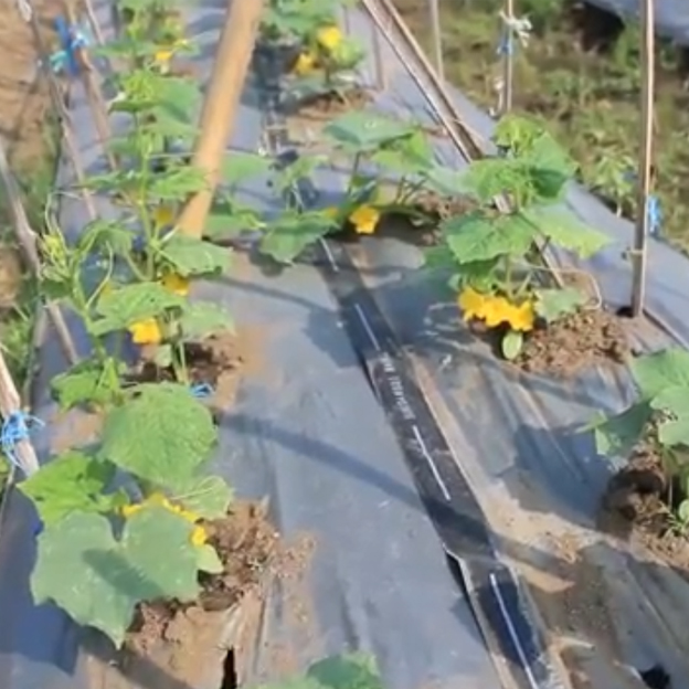 Cara Budidaya Ketimun LENGKAP DENGAN DOKUMENTASI PHOTO - Tips dan Trick